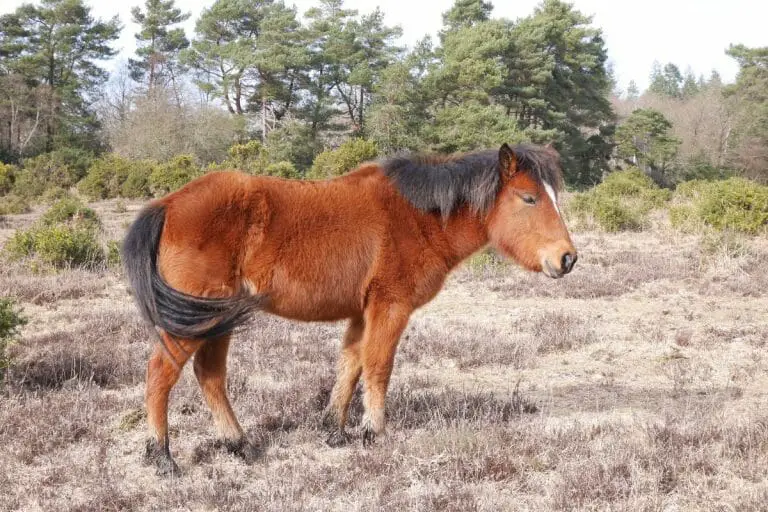 Wild Bay Horses: Description, Facts & Photo Gallery