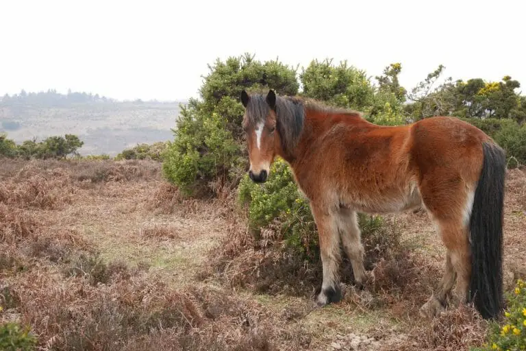 Wild Bay Horses: Description, Facts & Photo Gallery