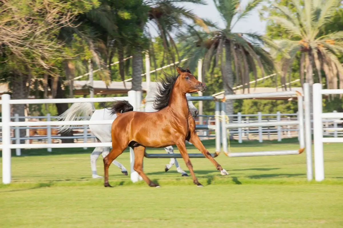Wild Bay Horses: Description, Facts & Photo Gallery