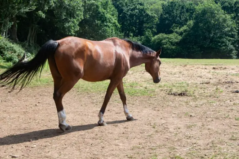 Wild Bay Horses: Description, Facts & Photo Gallery