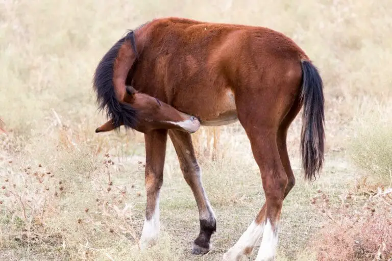 Wild Bay Horses: Description, Facts & Photo Gallery