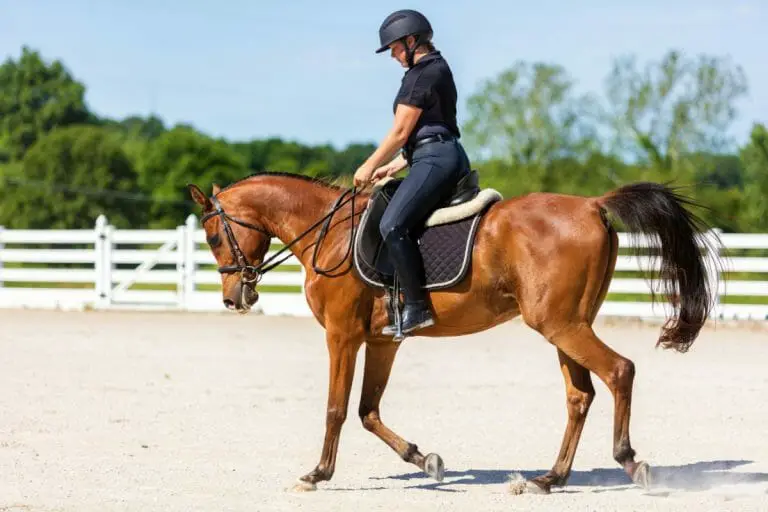 Wild Bay Horses: Description, Facts & Photo Gallery