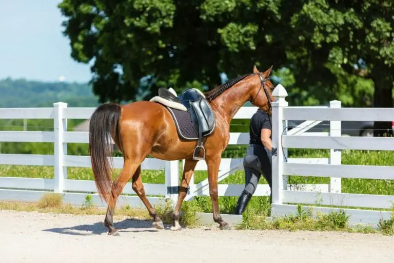 Wild Bay Horses: Description, Facts & Photo Gallery