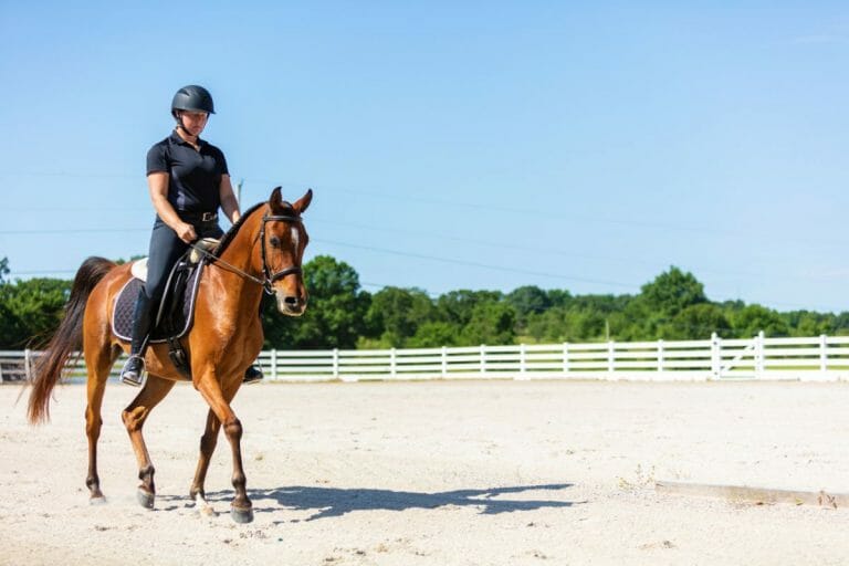 Wild Bay Horses: Description, Facts & Photo Gallery