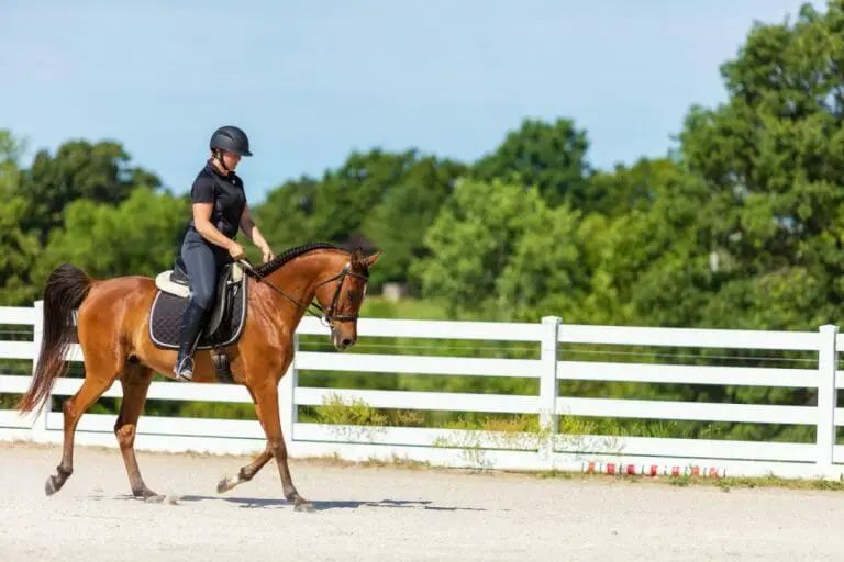 Wild Bay Horses: Description, Facts & Photo Gallery