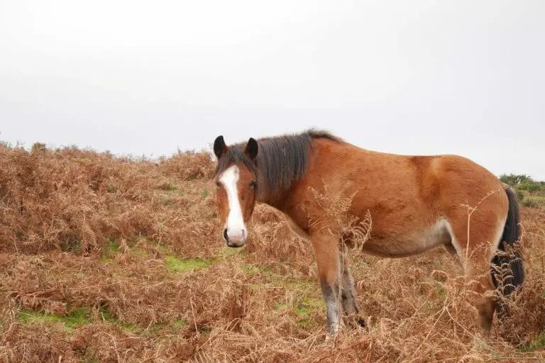 Wild Bay Horses: Description, Facts & Photo Gallery