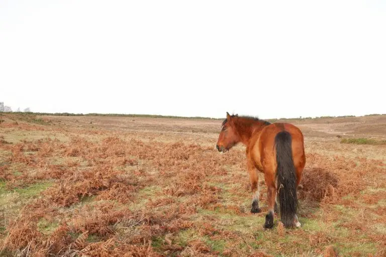 Wild Bay Horses: Description, Facts & Photo Gallery