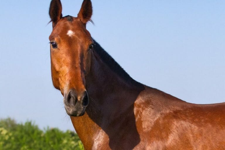 Standard Bay Horses: Color Description, Facts & Photo Gallery