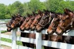 Bay Horses 101 (Genetics, Shades of Bay, Breeds & FAQ)