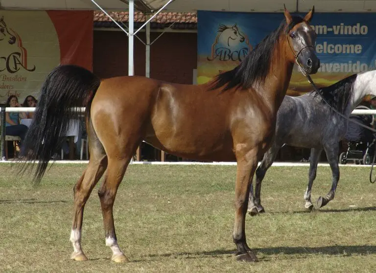 Wild Bay Horses: Description, Facts & Photo Gallery