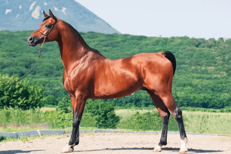 Bay Horses 101 (Genetics, Shades of Bay, Breeds & FAQ)