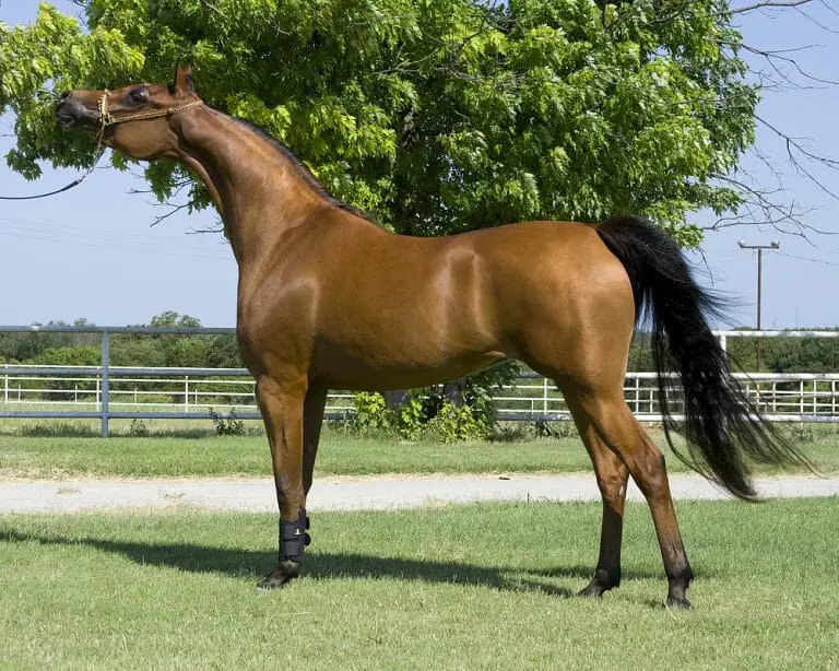 Wild Bay Horses: Description, Facts & Photo Gallery