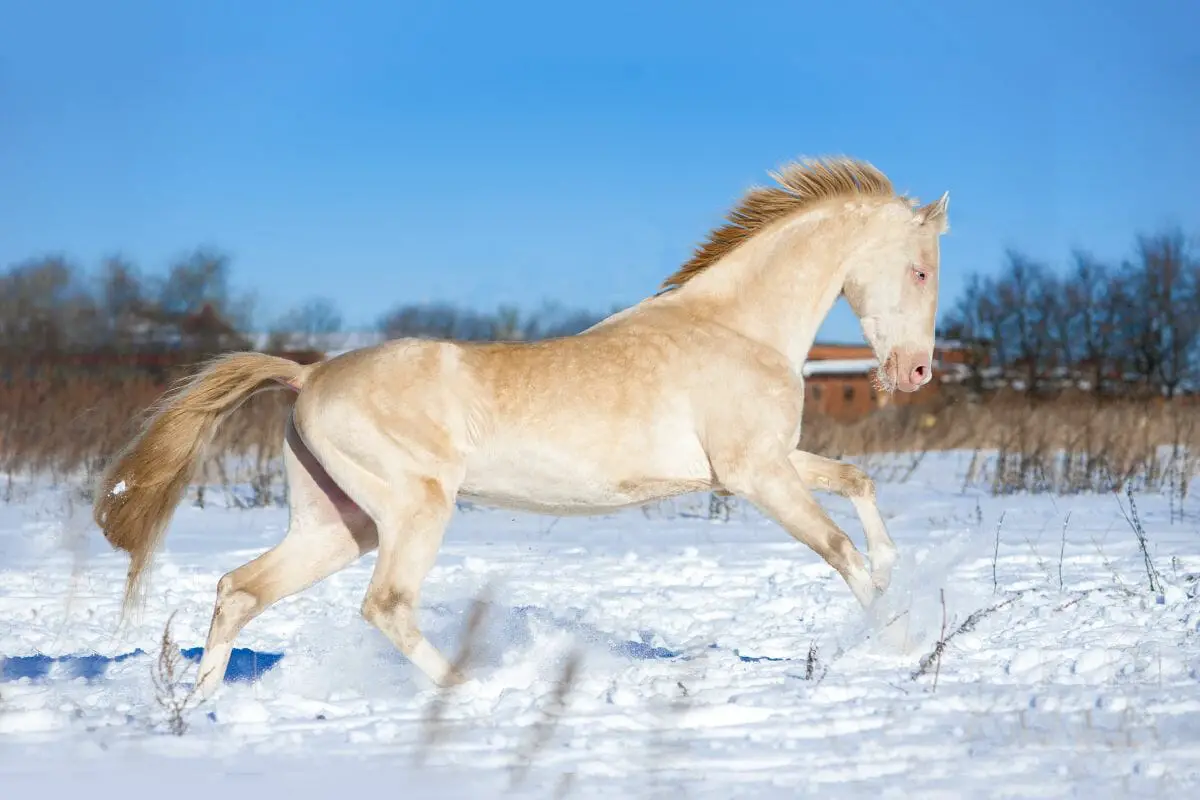 Bay Horses 101 (Genetics, Shades of Bay, Breeds & FAQ)