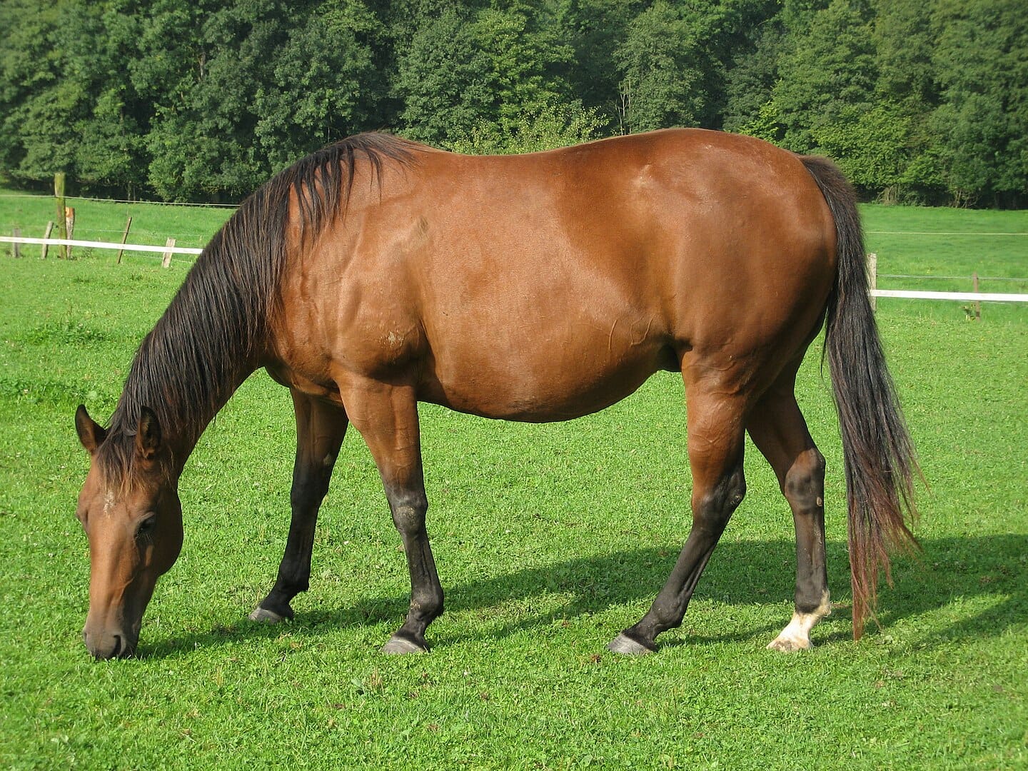 Standard Bay Horses: Color Description, Facts & Photo Gallery