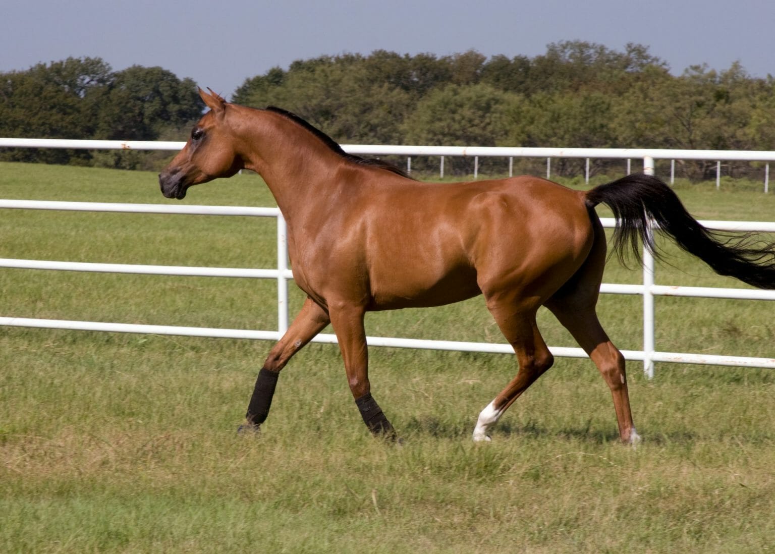 Wild Bay Horses: Description, Facts & Photo Gallery
