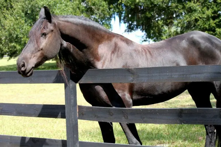 Bay Horses 101 (Genetics, Shades of Bay, Breeds & FAQ)