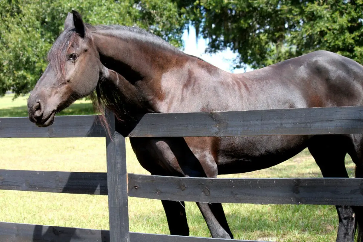 Bay Horses 101 (Genetics, Shades of Bay, Breeds & FAQ)