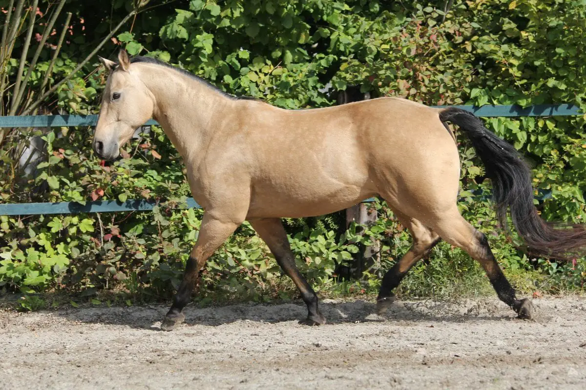 Bay Horses 101 (Genetics, Shades of Bay, Breeds & FAQ)