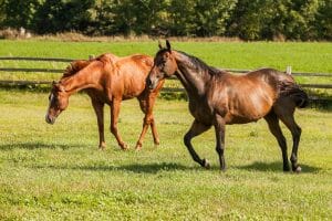 Bay Horses 101 (Genetics, Shades of Bay, Breeds & FAQ)