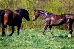 Bay Horses 101 (Genetics, Shades of Bay, Breeds & FAQ)