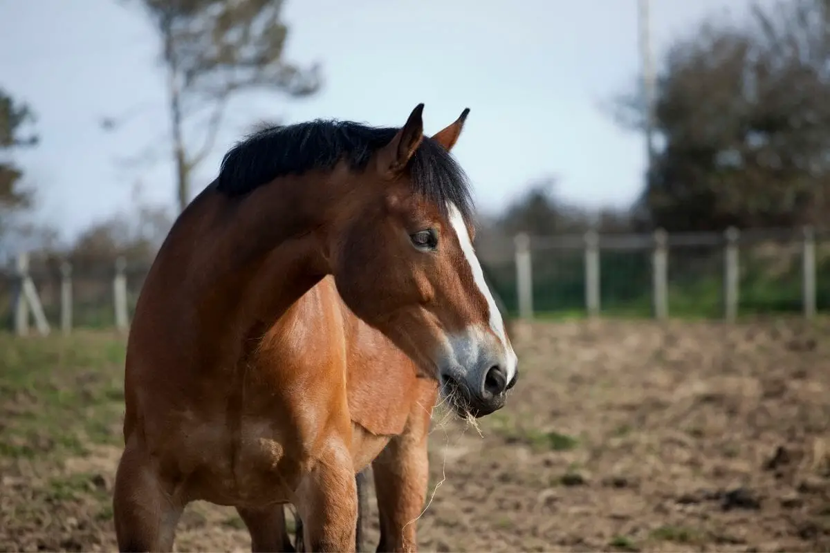 Bay Horses 101 (Genetics, Shades of Bay, Breeds & FAQ)