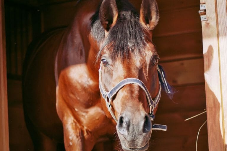 Blood Bay Horse: Color, Info, Images, Characteristics, & FAQ