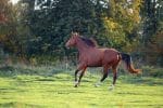 Blood Bay Horse: Color, Info, Images, Characteristics, & FAQ
