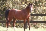 Blood Bay Horse: Color, Info, Images, Characteristics, & FAQ