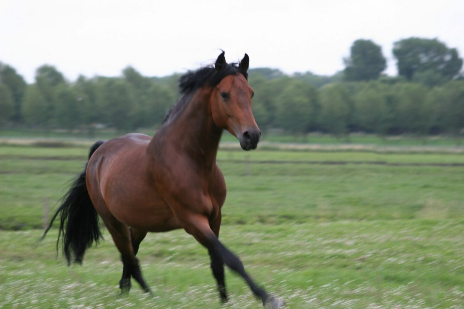 Blood Bay Horse: Color, Info, Images, Characteristics, & FAQ