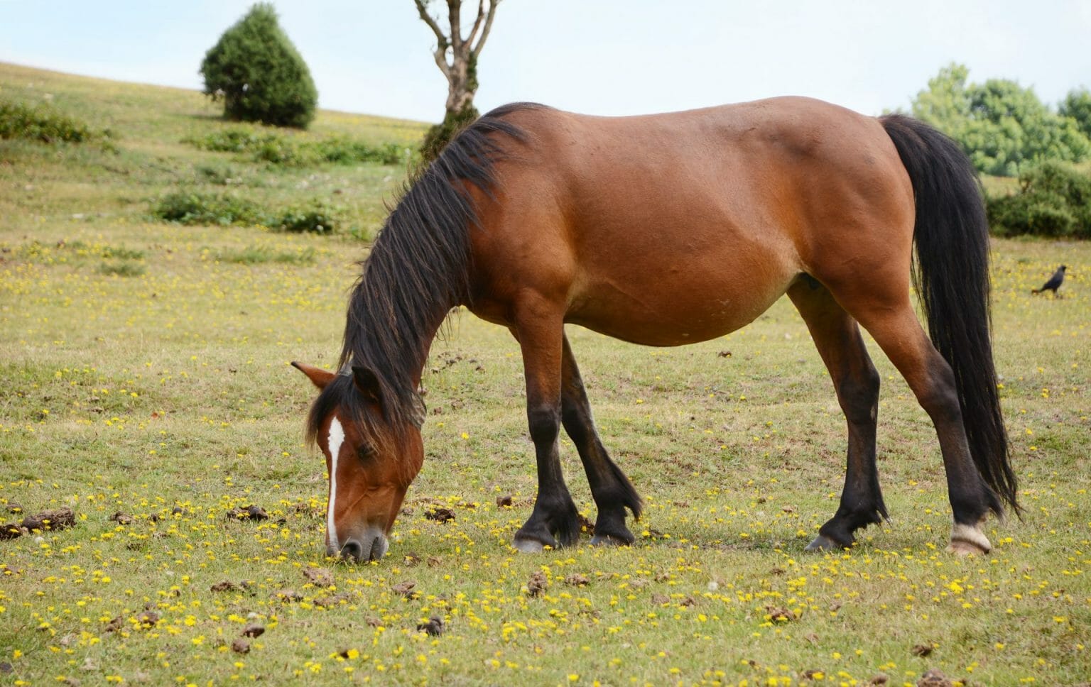 Blood Bay Horse: Color, Info, Images, Characteristics, & FAQ
