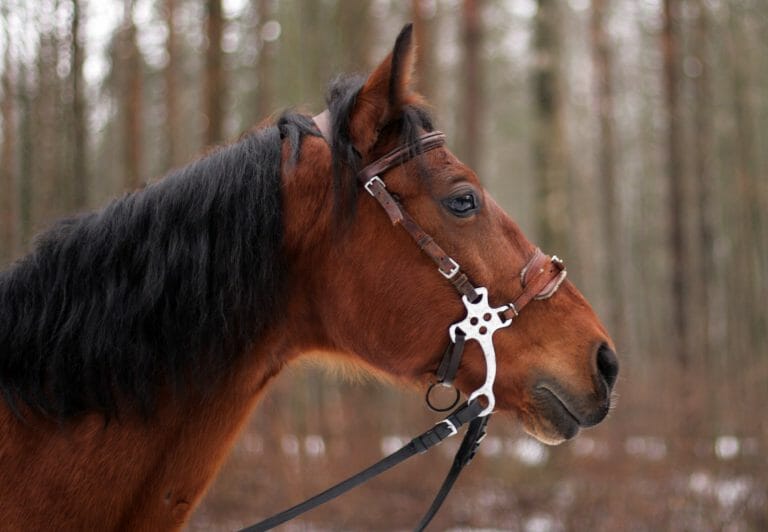 Blood Bay Horse: Color, Info, Images, Characteristics, & FAQ