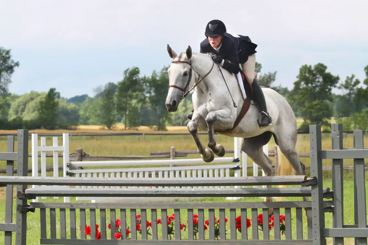 What Is Horse Jumping Called? Horse Jumping Disciplines