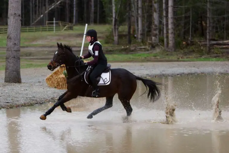 What Is A Horse Rider Called? (Proper Terms For Horse Riders)