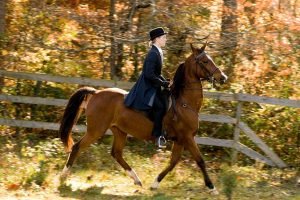 What Is A Horse Rider Called? (Proper Terms For Horse Riders)