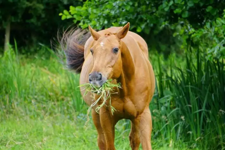 Horse Grass Glands: What You Need To Know