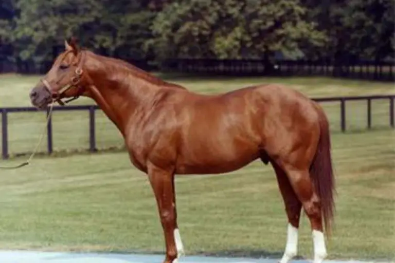 The Sorrel Horse Color: Is It The Same As Chestnut?