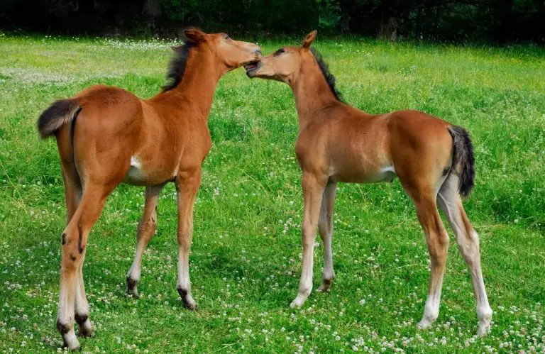 Horse Flehmen Response Explained: Why Horses Smile!
