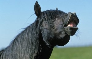Horse Flehmen Response Explained: Why Horses Smile!