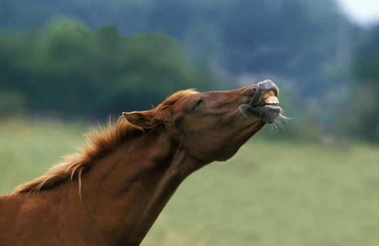 Horse Flehmen Response Explained: Why Horses Smile!
