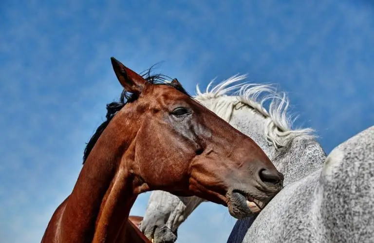 Horse Flehmen Response Explained: Why Horses Smile!
