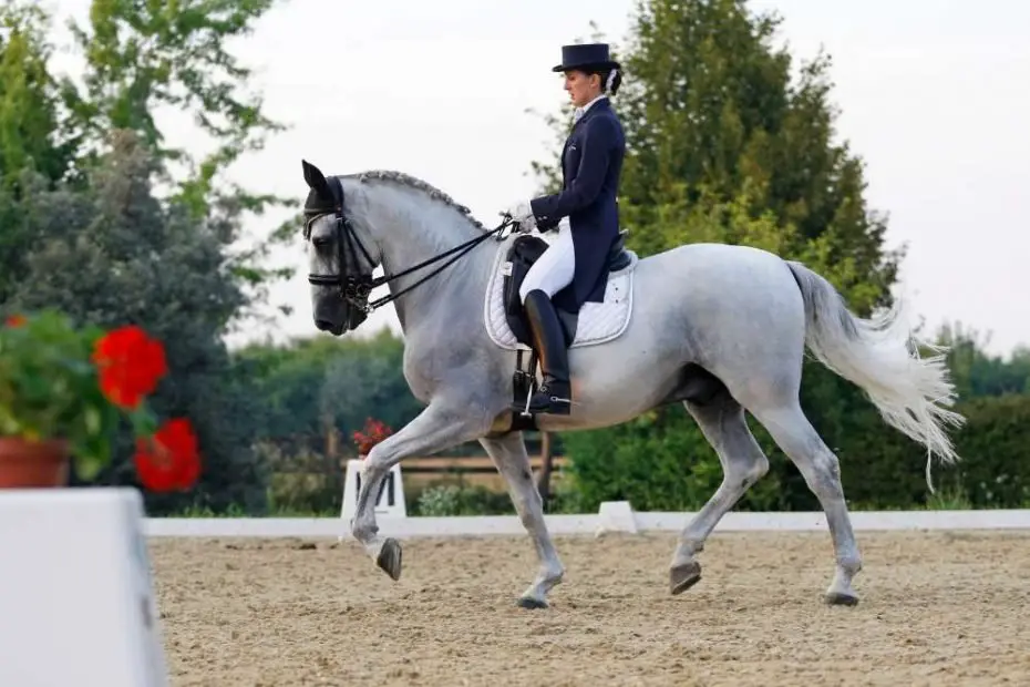 58 Horse Disciplines: Discover a World of Equestrian Sports!