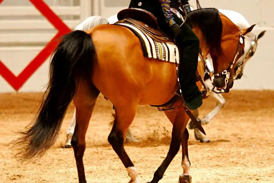 58 Horse Disciplines: Discover a World of Equestrian Sports!