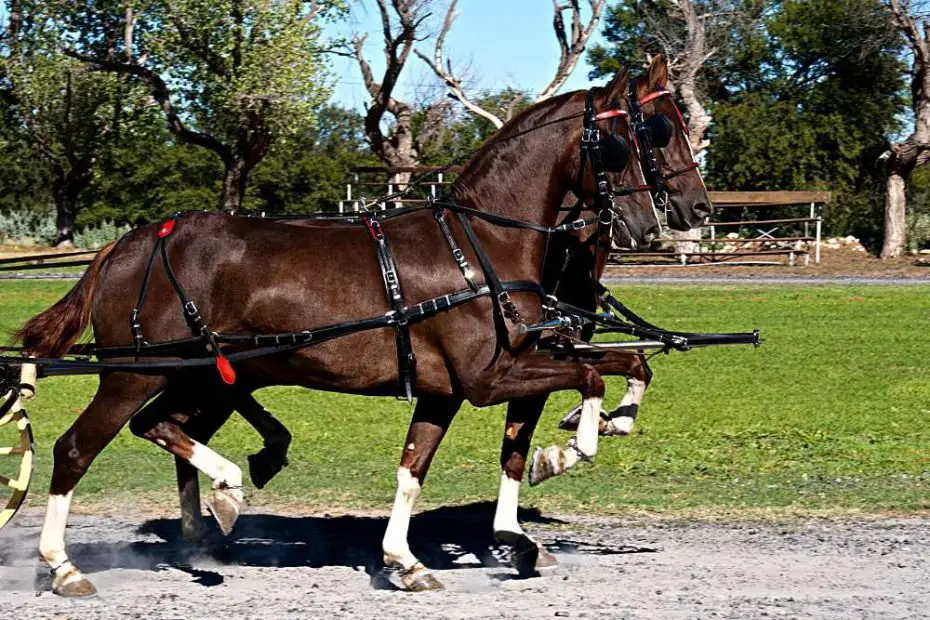 58 Horse Disciplines: Discover a World of Equestrian Sports!