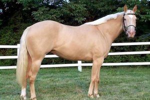 The World's 26 Most Unusual & Rare Horse Colors & Patterns