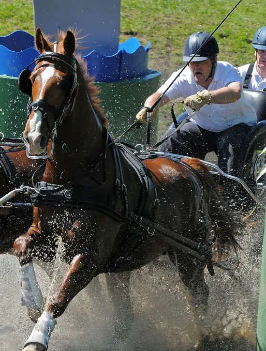 58 Horse Disciplines: Discover a World of Equestrian Sports!