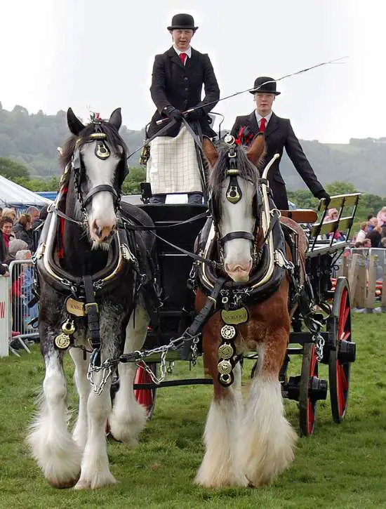 58 Horse Disciplines: Discover a World of Equestrian Sports!