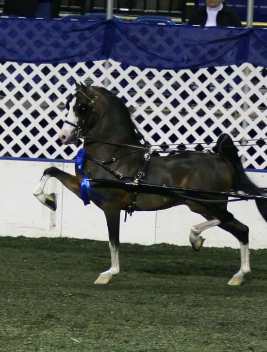 58 Horse Disciplines: Discover a World of Equestrian Sports!