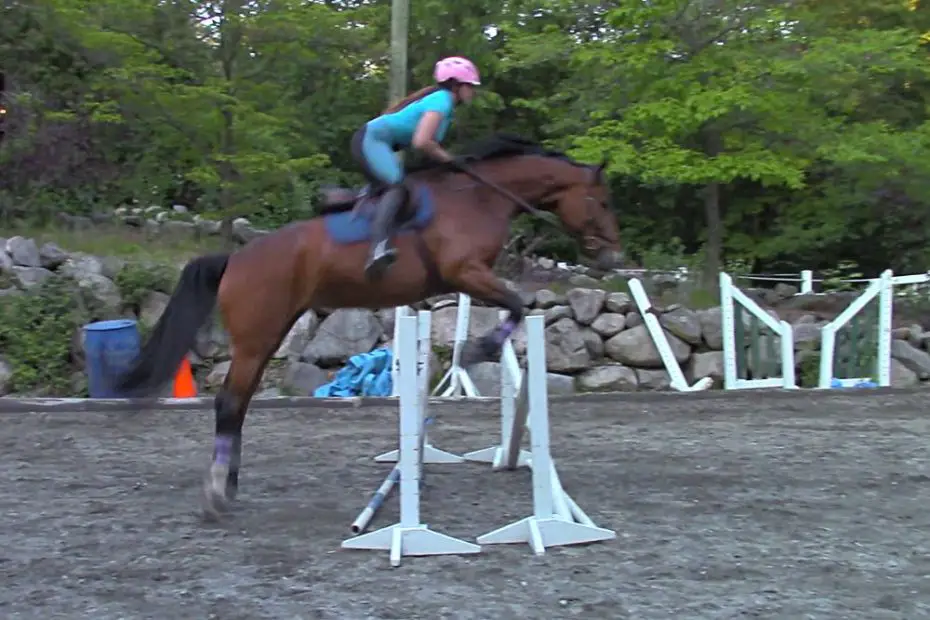 Colors Horses Can See: How the World Looks to Horses!