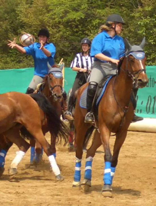 58 Horse Disciplines: Discover a World of Equestrian Sports!