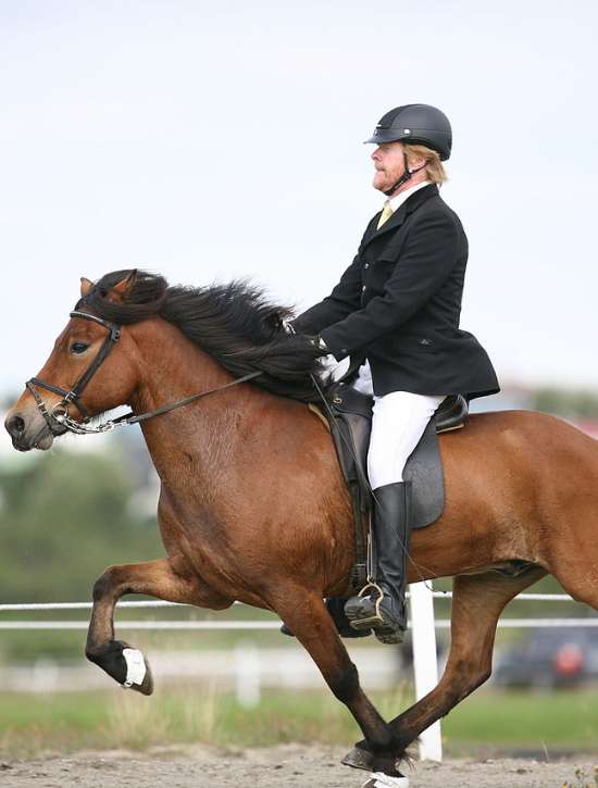 58 Horse Disciplines: Discover a World of Equestrian Sports!